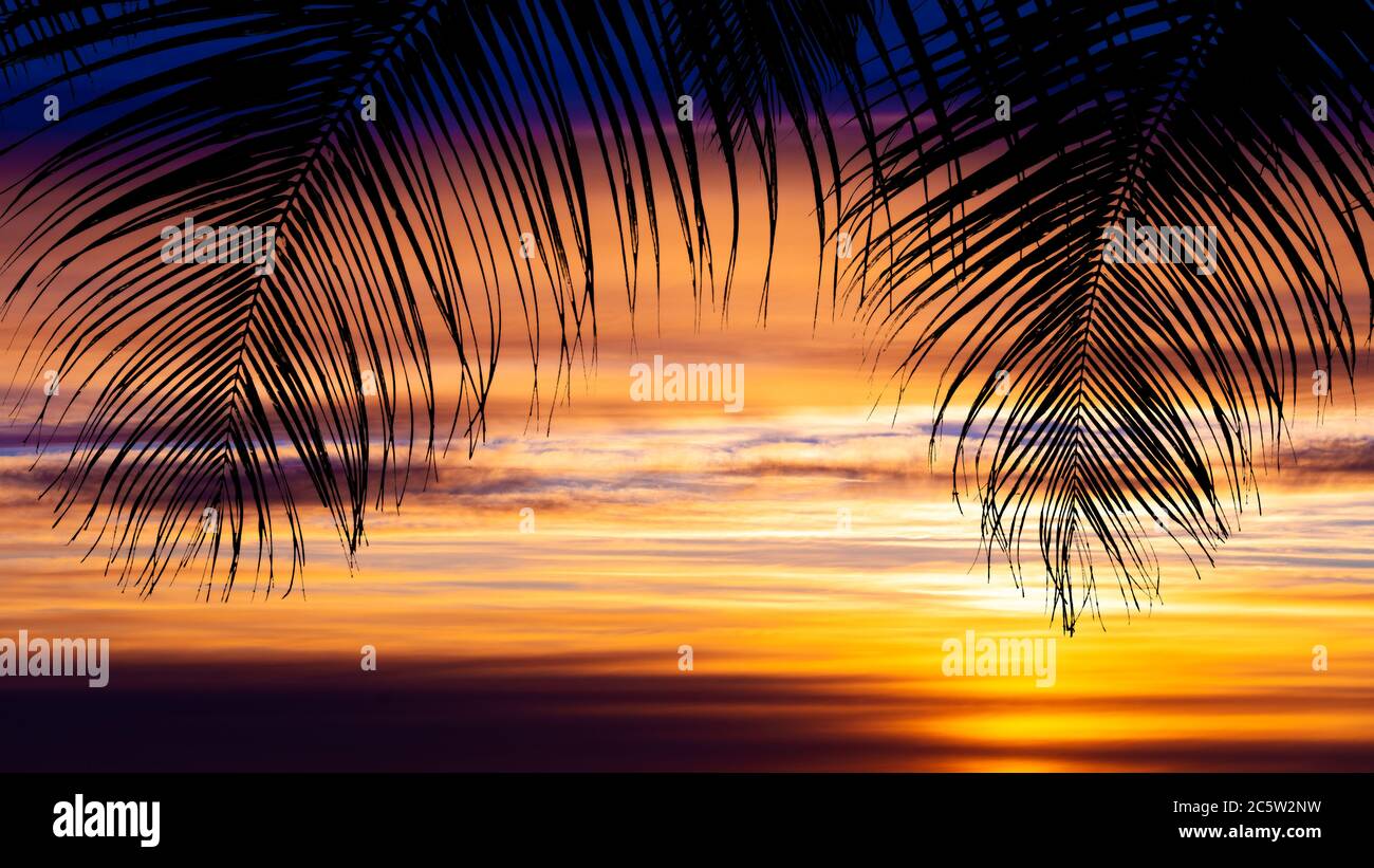 Palm trees silhouettes during sunset Stock Photo - Alamy