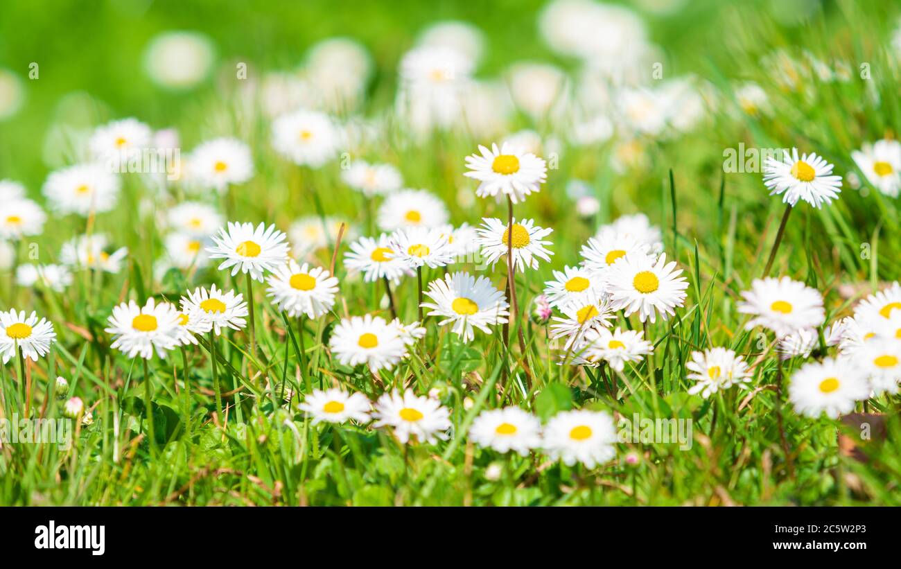 Spring Daisy. Beautiful meadow. Summer background Stock Photo - Alamy