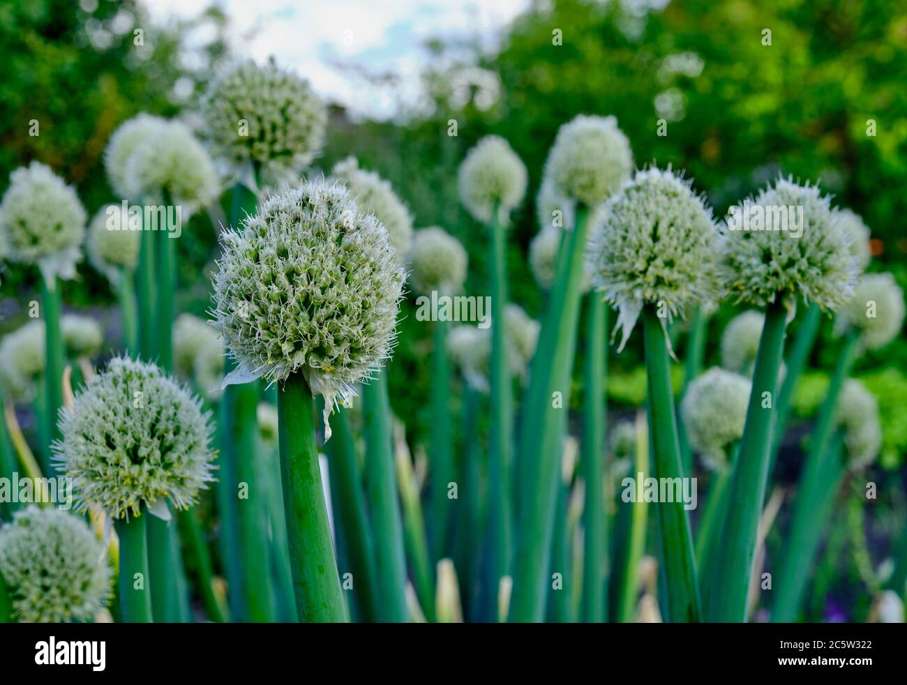 Blooming Welsh onion in the vegetable garden, Allium fistulosum Close ...