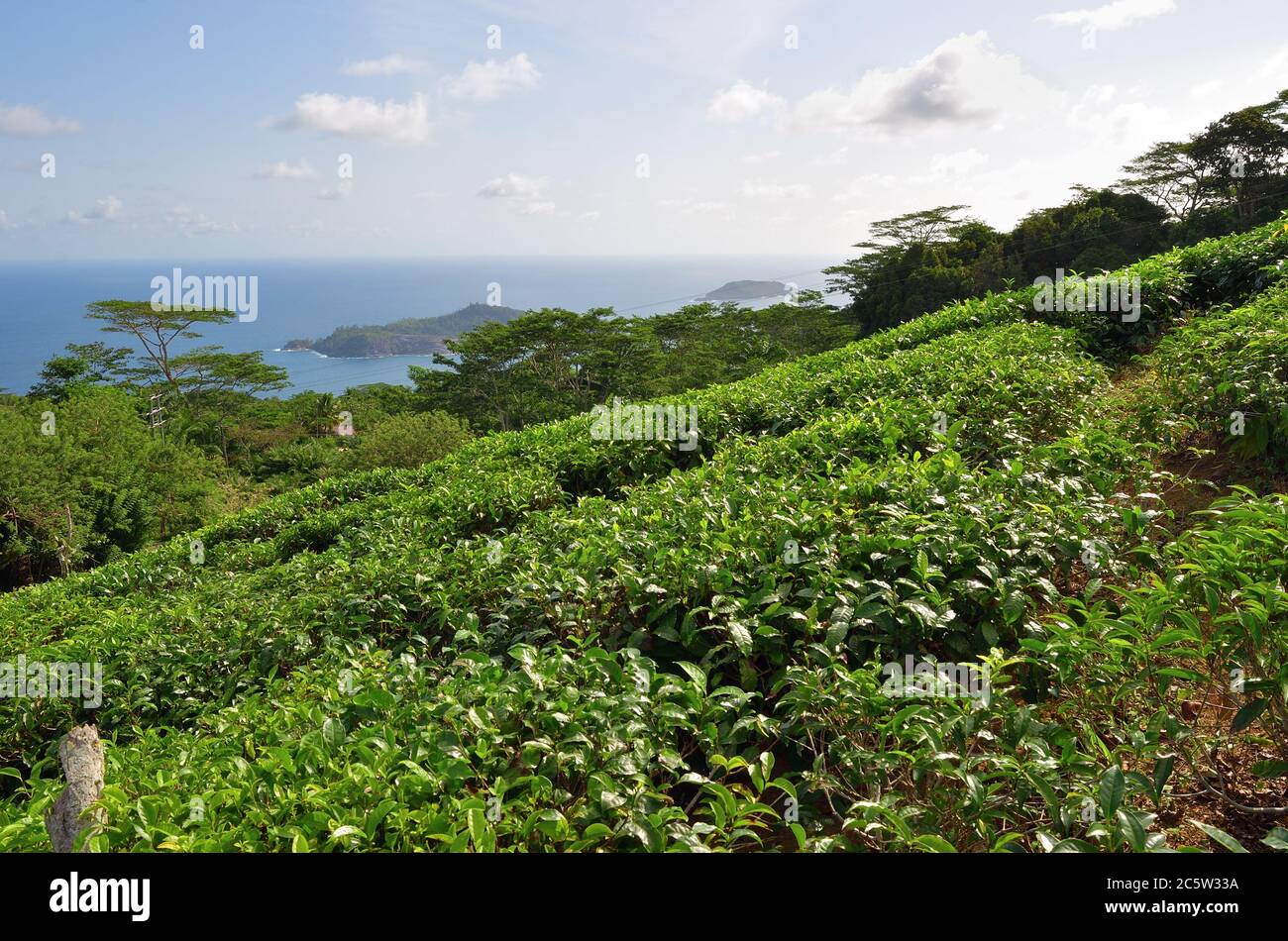 Tea plantation at Seychelles islands, Mahe. Indian ocean on background ...