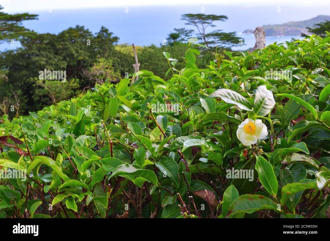 Tea plantation at Seychelles islands, Mahe. Indian ocean on background ...
