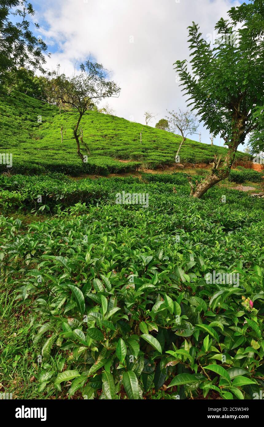 Tea plantation in the evening Seychelles islands, Mahe Stock Photo - Alamy