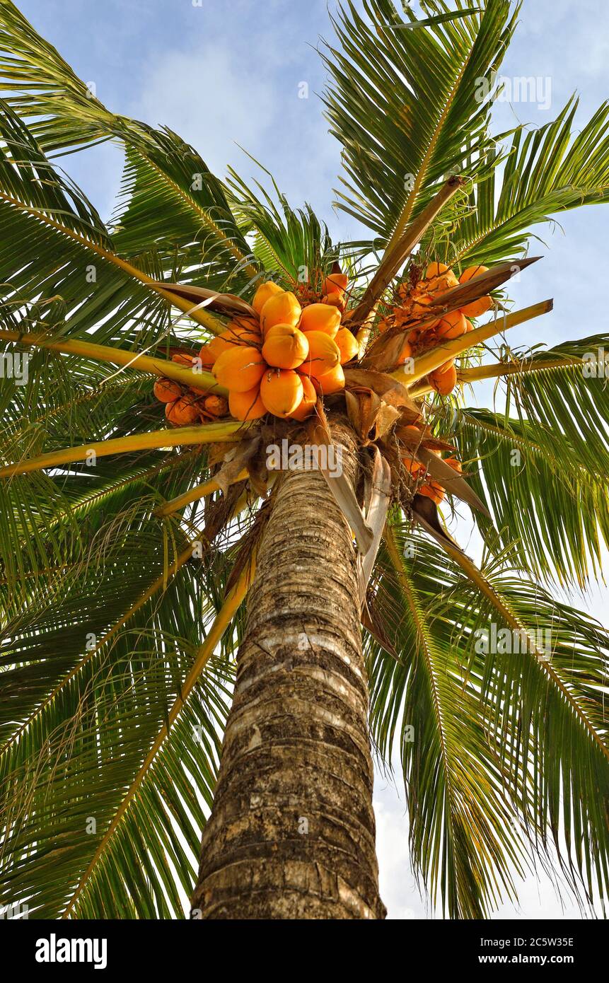 Bright orange coconuts at a palm tree Stock Photo - Alamy