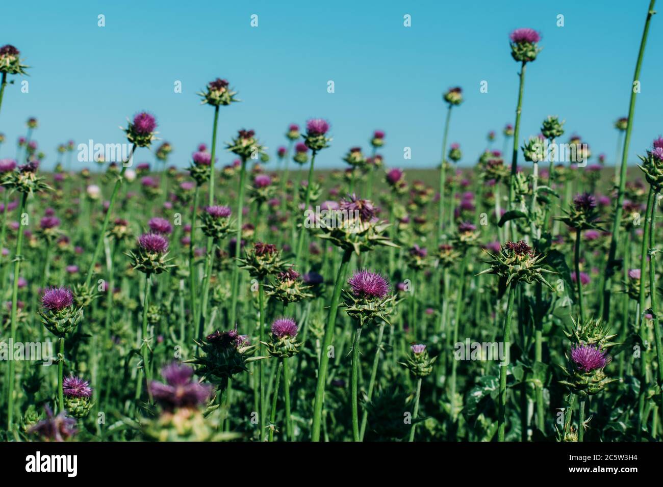Milk thistle blooms. Growing a medicinal plant on a farm field Stock ...