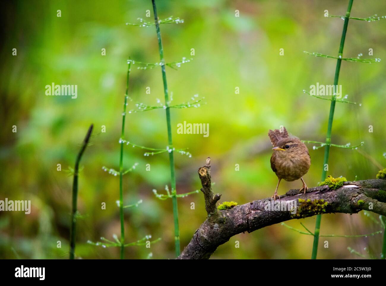 A Wren perches on a branch in central Scotland Stock Photo - Alamy