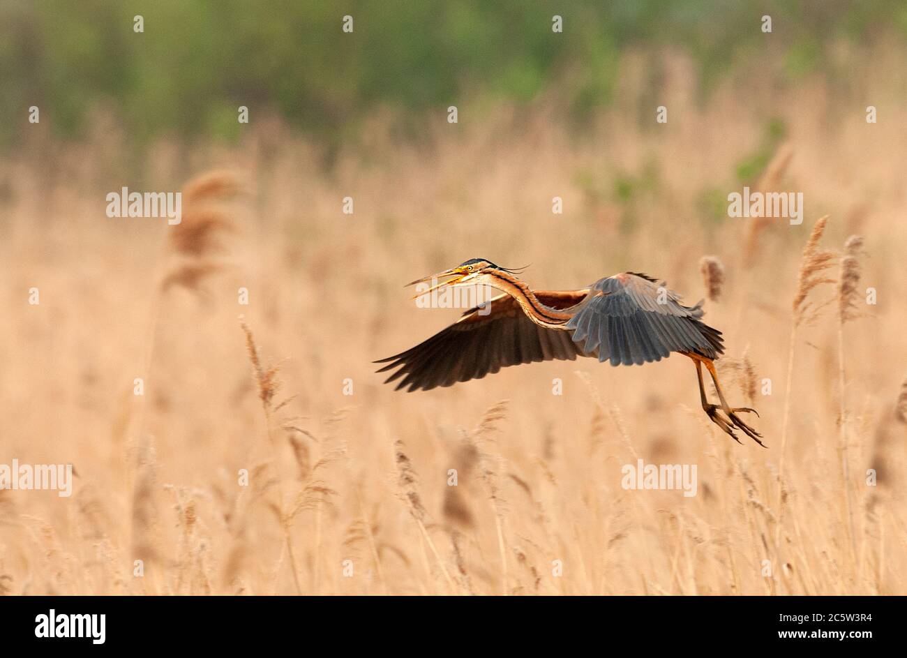 Purple Heron (Ardea purpurea) adult calling in flight over reed Stock ...