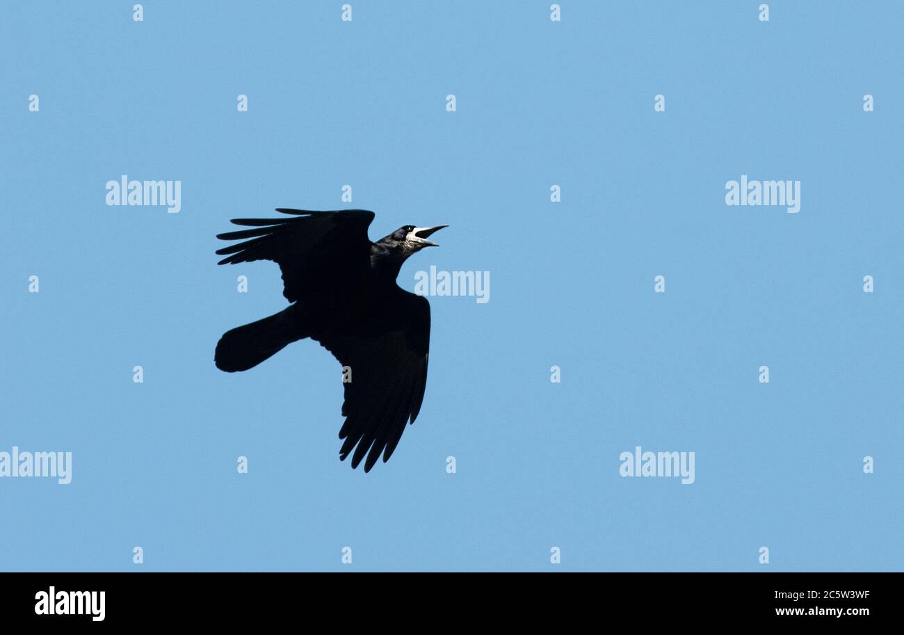 Rook corvus frugilegus calling hi-res stock photography and images - Alamy