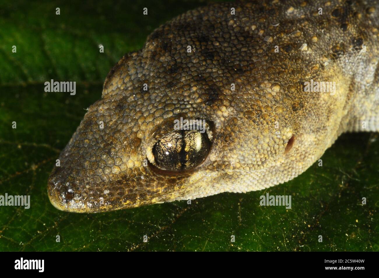 One Small Gecko Lizard and Green Leaf on a White Background Stock Photo ...