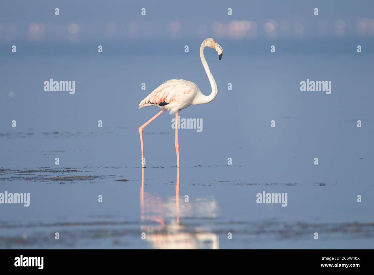 Flamingo standing in a lake Stock Photo - Alamy