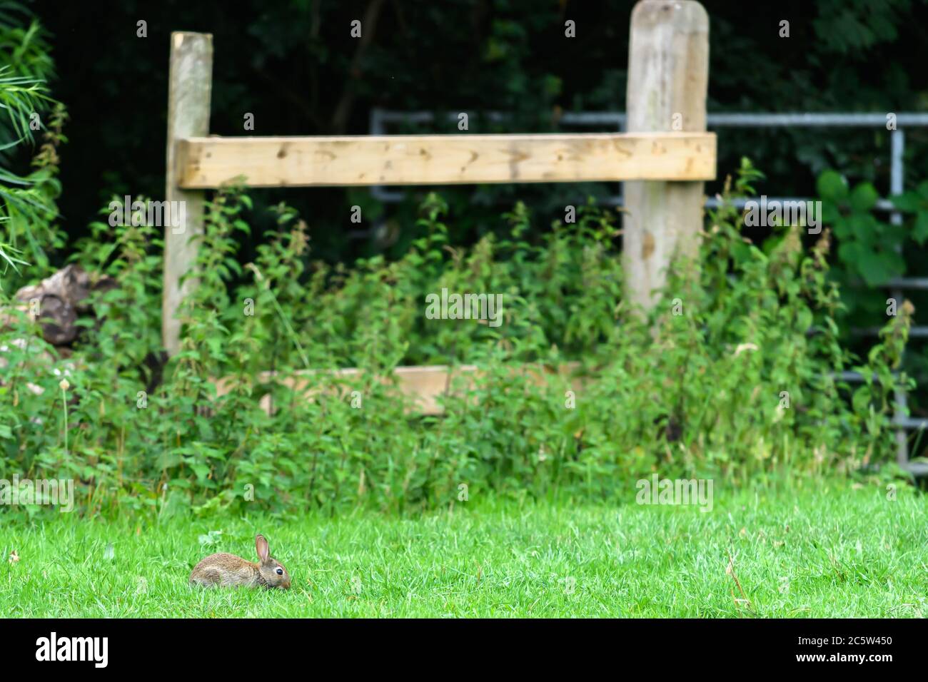 English countryside hare spring hi-res stock photography and images - Alamy