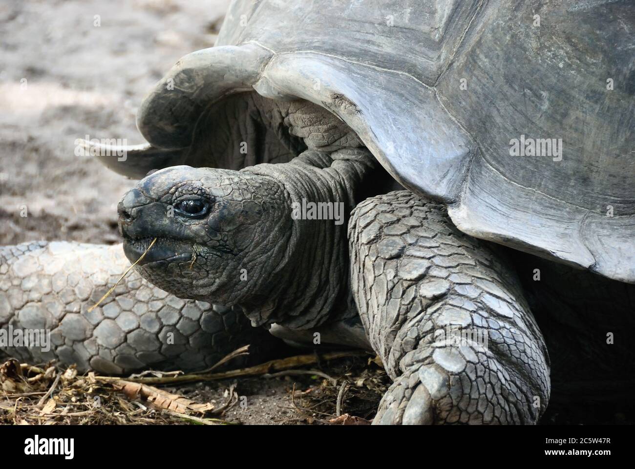 Largest tortoises in the world hi-res stock photography and images - Alamy