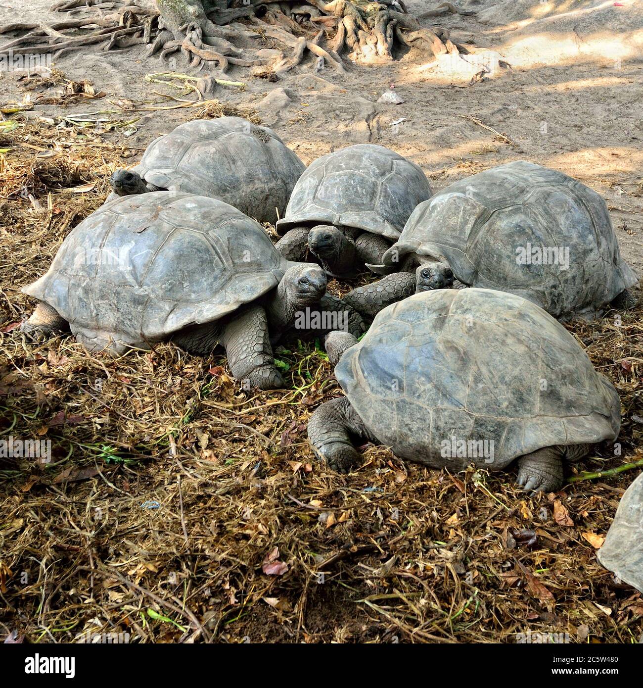 Tortoise skull hi-res stock photography and images - Alamy