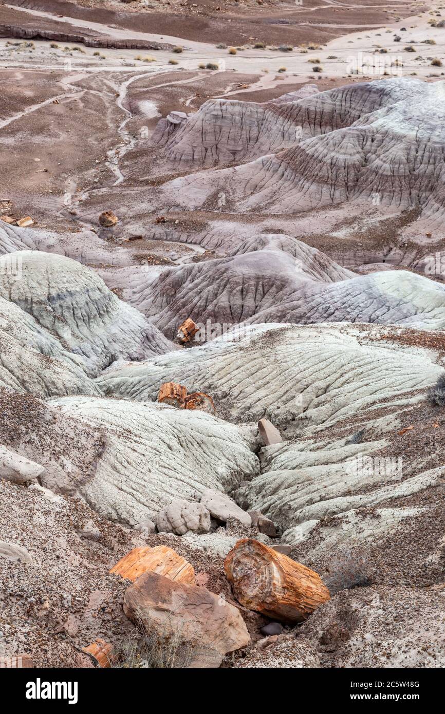 Petrified wood and colourful rock formations, in the Painted Desert, in ...