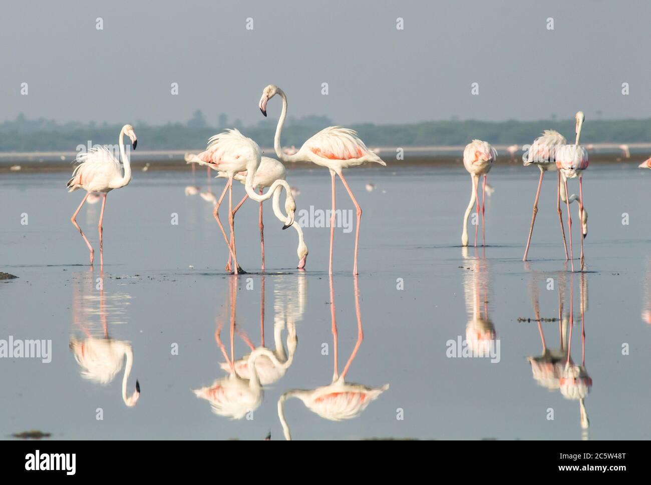 Greater lesser flamingos in lake hi-res stock photography and images ...
