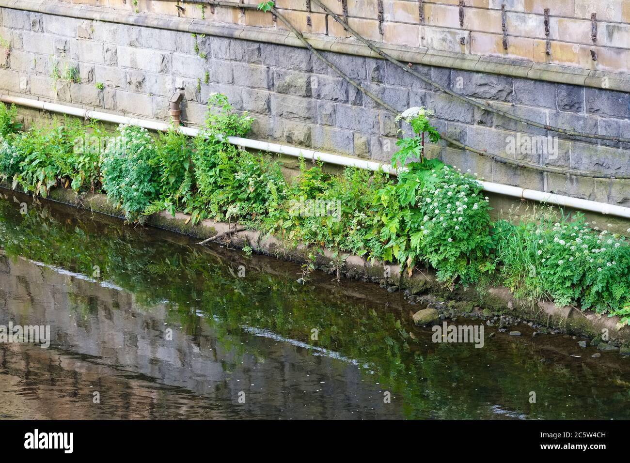 Canal river plants on wall at water edge Stock Photo - Alamy