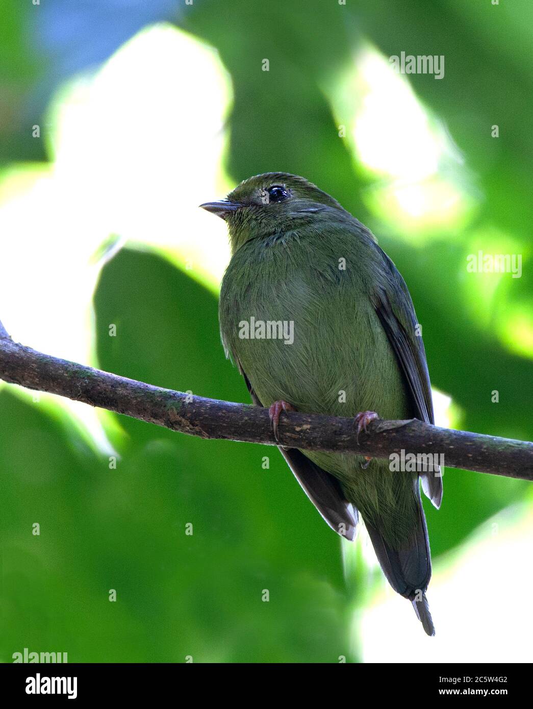 Chiroxiphia caudata hi-res stock photography and images - Alamy