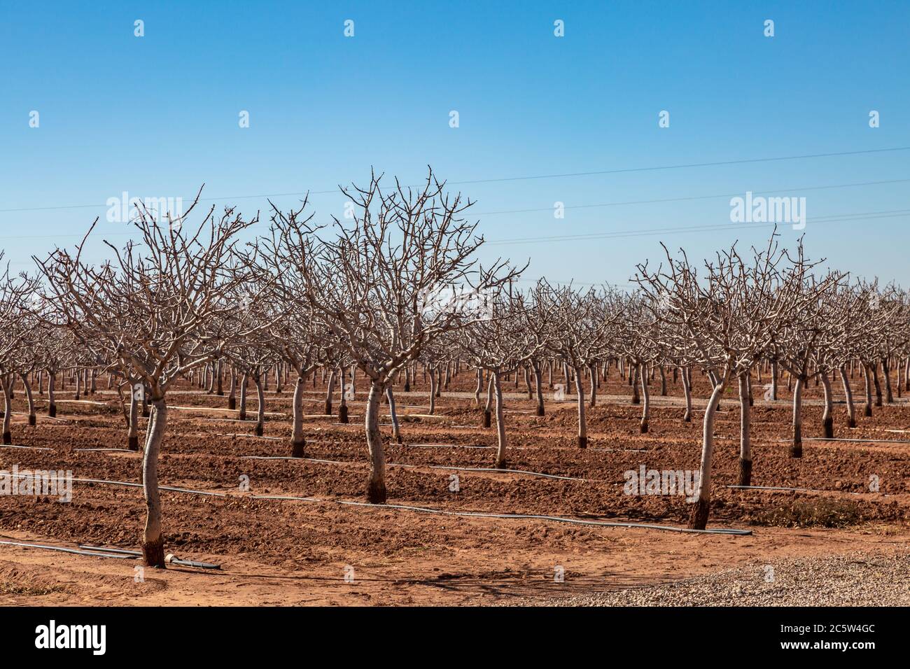 A New Mexico nut farm in winter, with bare trees Stock Photo - Alamy