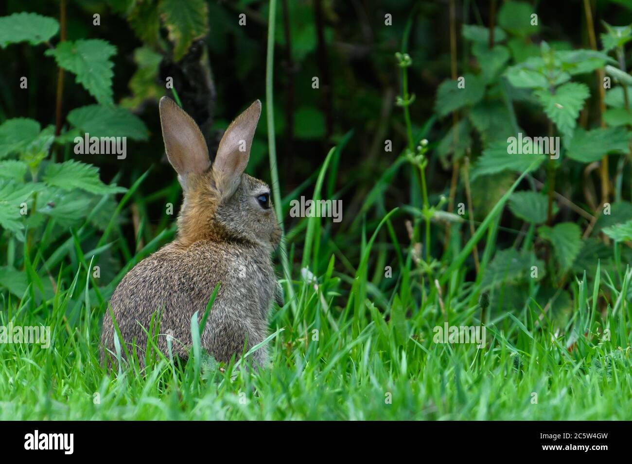 English countryside hare spring hi-res stock photography and images - Alamy