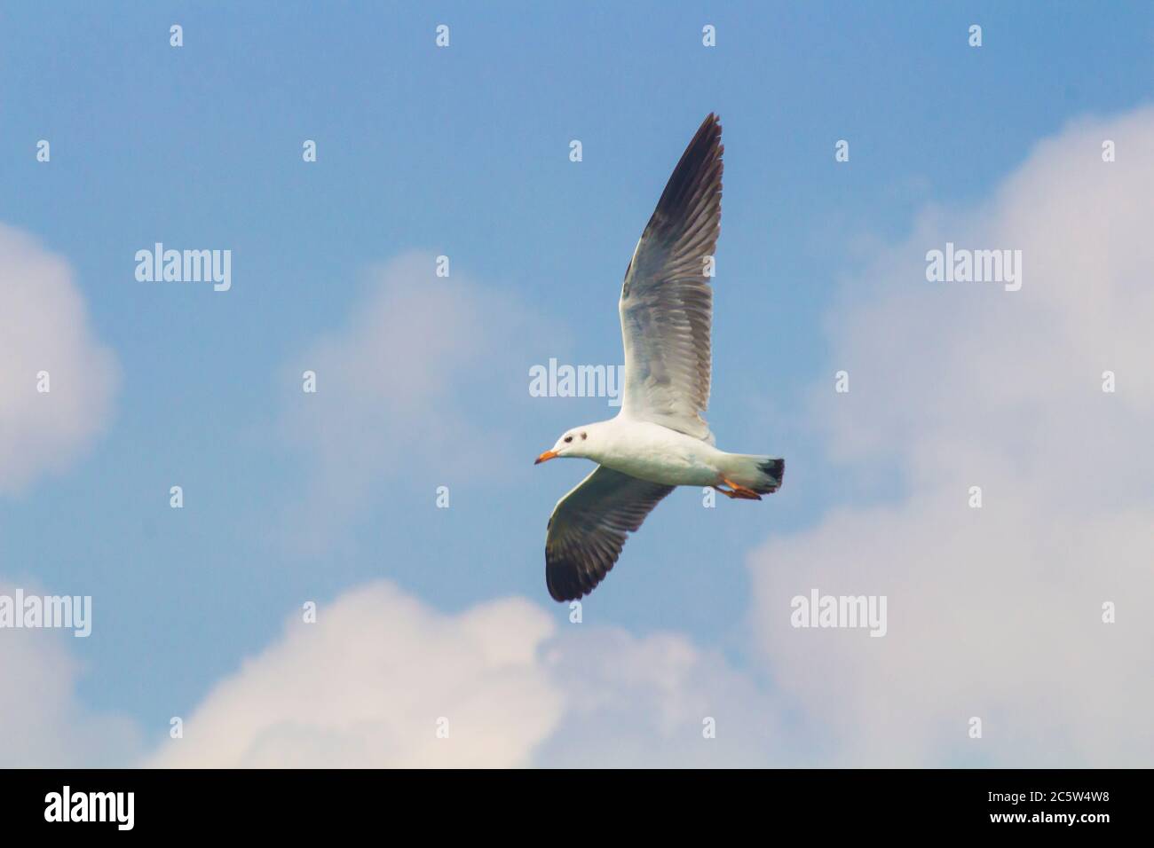 Flying over beautiful lake in hi-res stock photography and images - Alamy