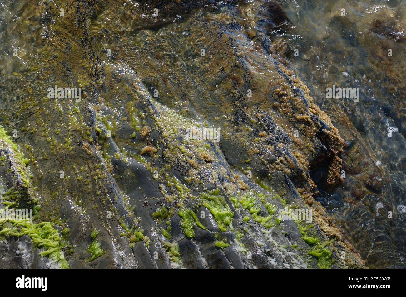 The texture of the stone with green algae, washed by sea water Stock ...