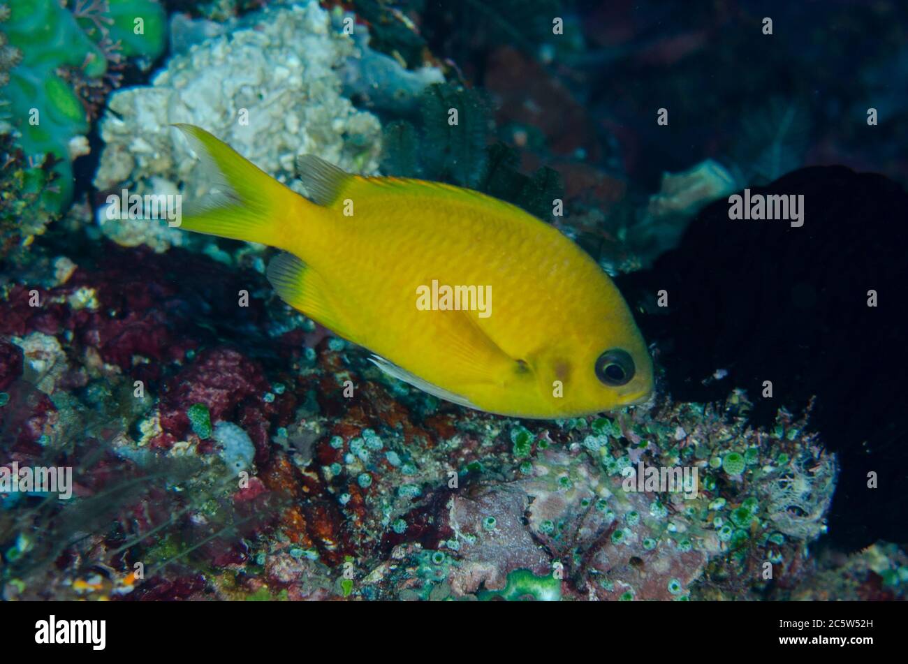 Yellow Chromis, Chromis analis, Batu Gosoh dive site, Bangka Island ...