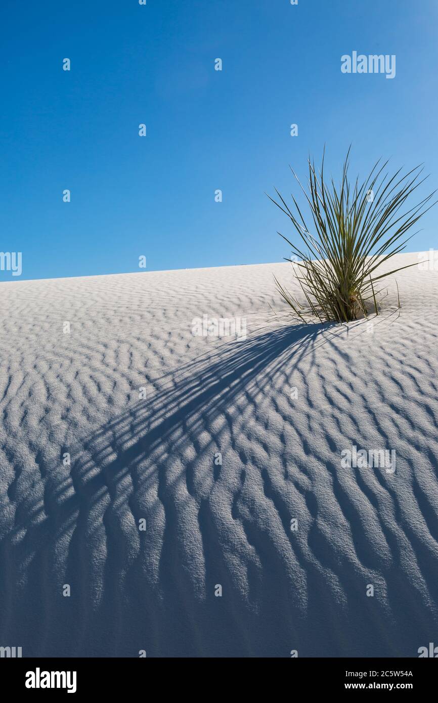 A Soaptree Yucca plant in White Sands Desert, with Evening Shadows ...