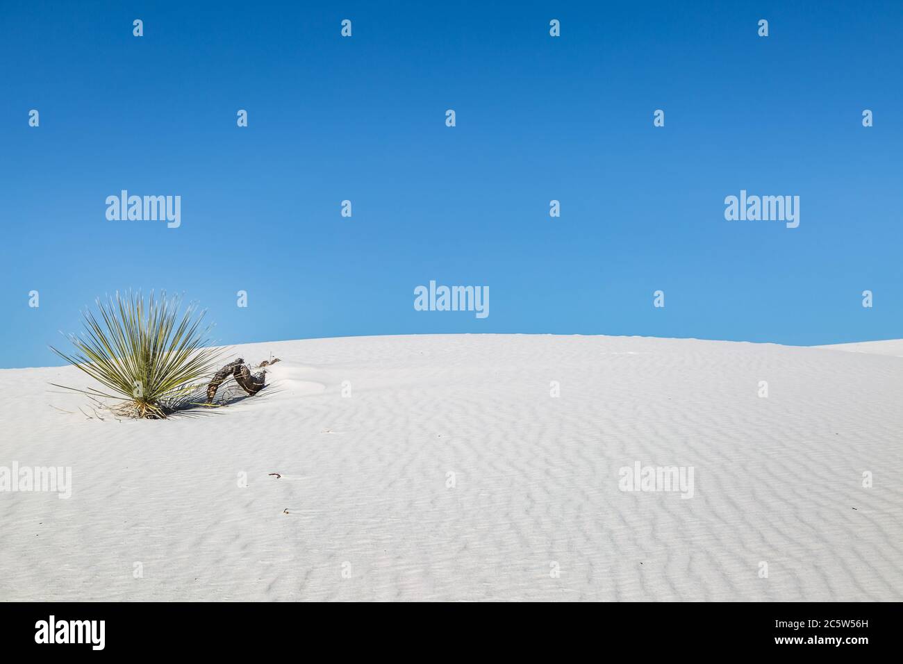 A Soaptree Yucca plant in White Sands Desert, with a Clear Blue Sky ...