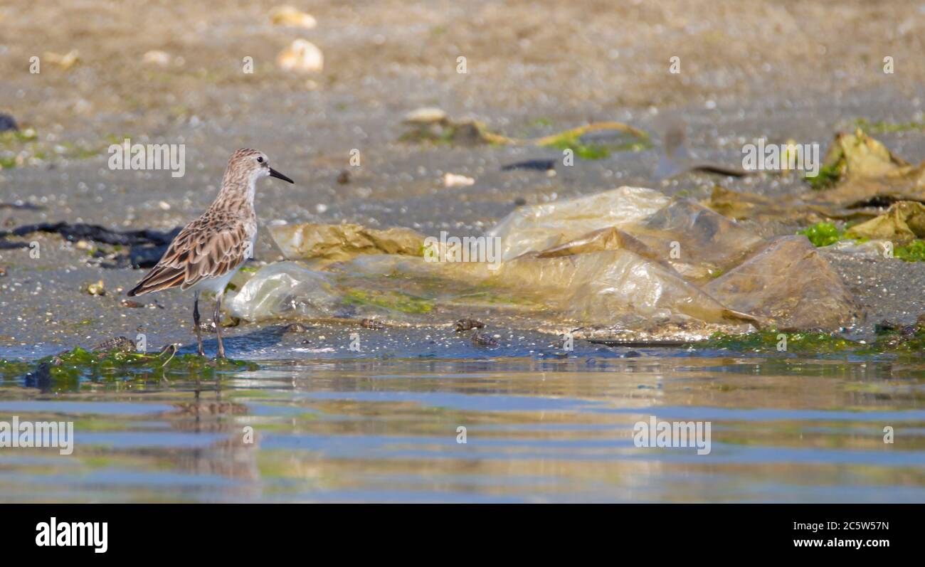 Bird polluted environment hi-res stock photography and images - Alamy