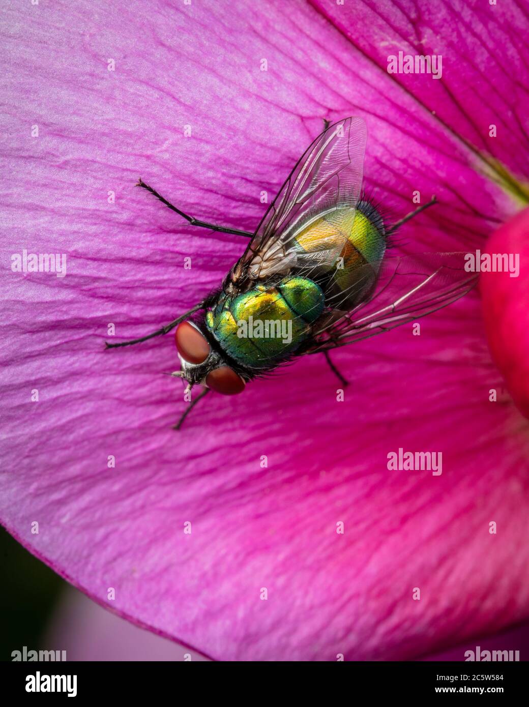 Blowfly flower hi-res stock photography and images - Alamy