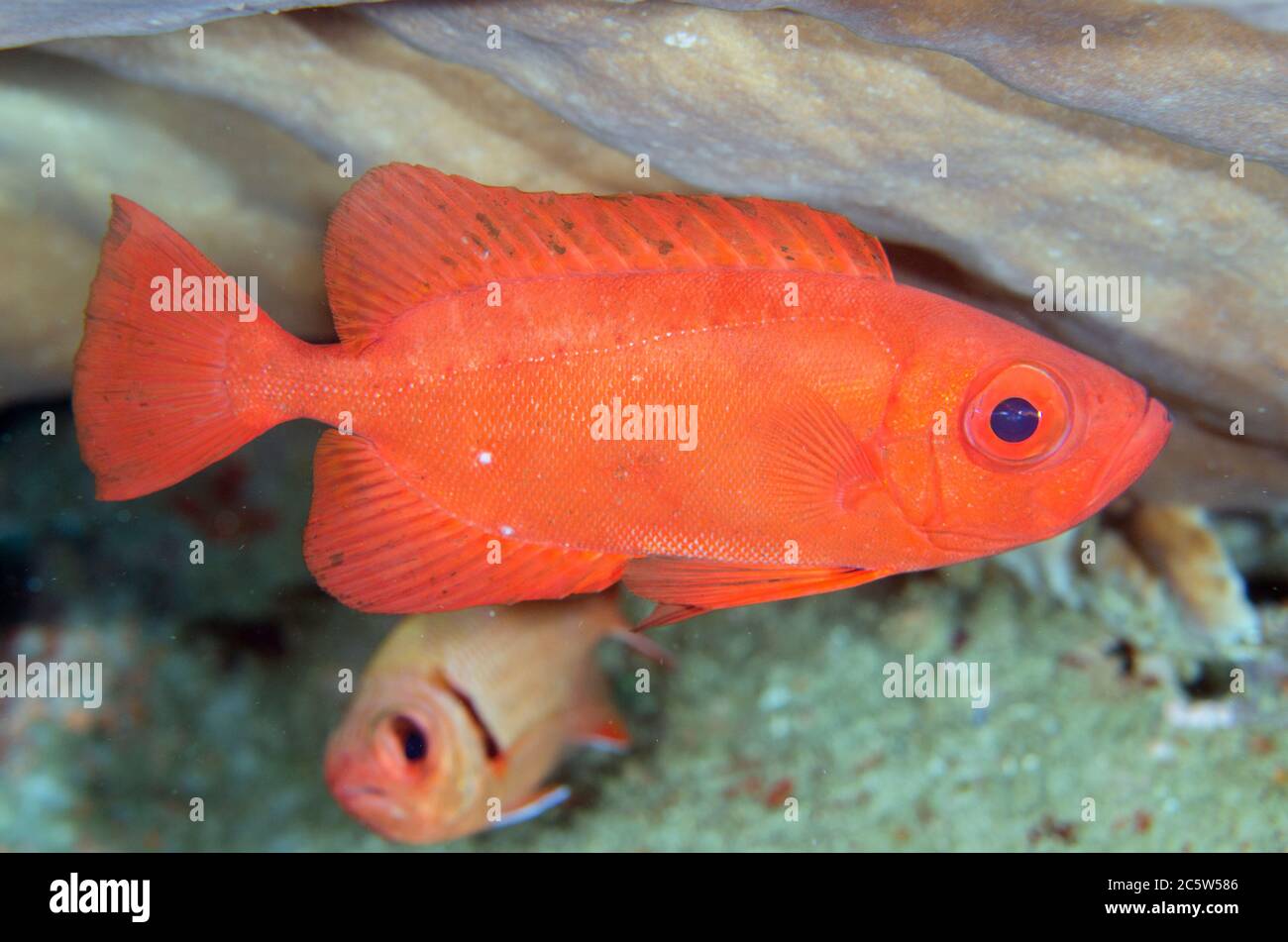 Crescent-tail Bigeye, Priacanthus hamrur, Tanjung Usi 1 dive site ...