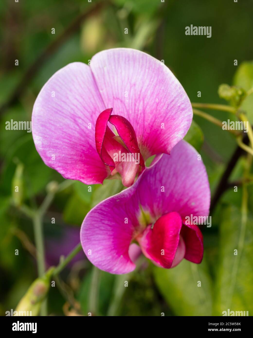 Pink sweetpea hi-res stock photography and images - Alamy