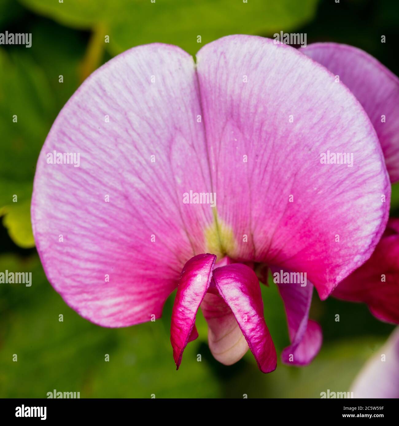 Pink sweetpea hi-res stock photography and images - Alamy