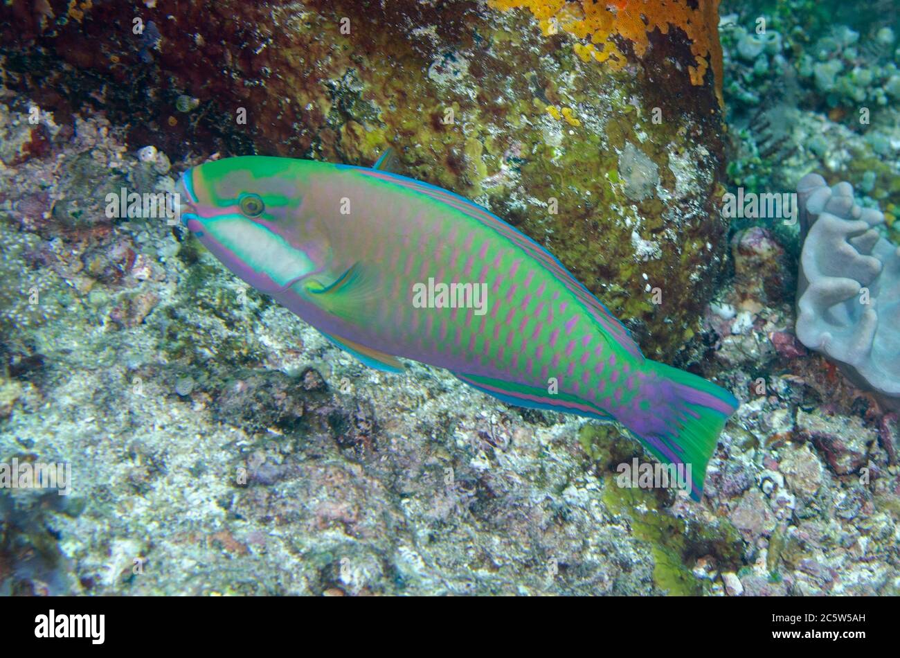 Bleeker's Parrotfish, Chlorurus bleekeri, Tanjung Usi 1 dive site ...
