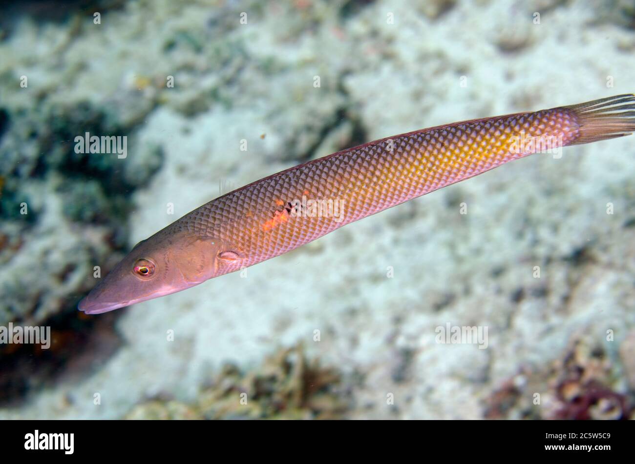 Cigar Wrasse, Cheilio inermis, Tanjung Usi 1 dive site, Bangka Island ...