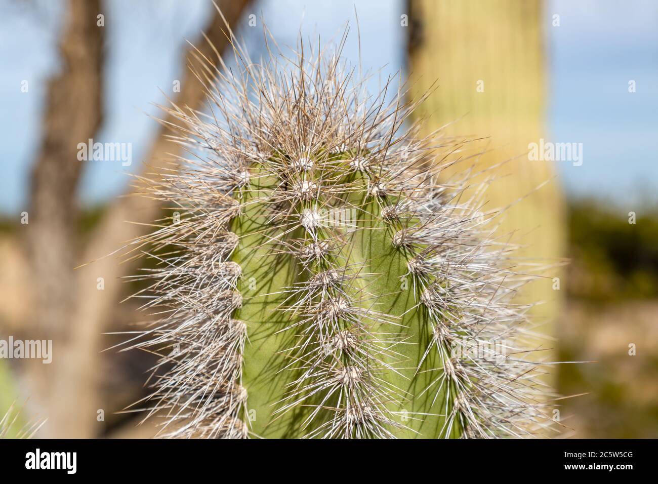 A close up of a cactus with an abundance of spikes Stock Photo - Alamy