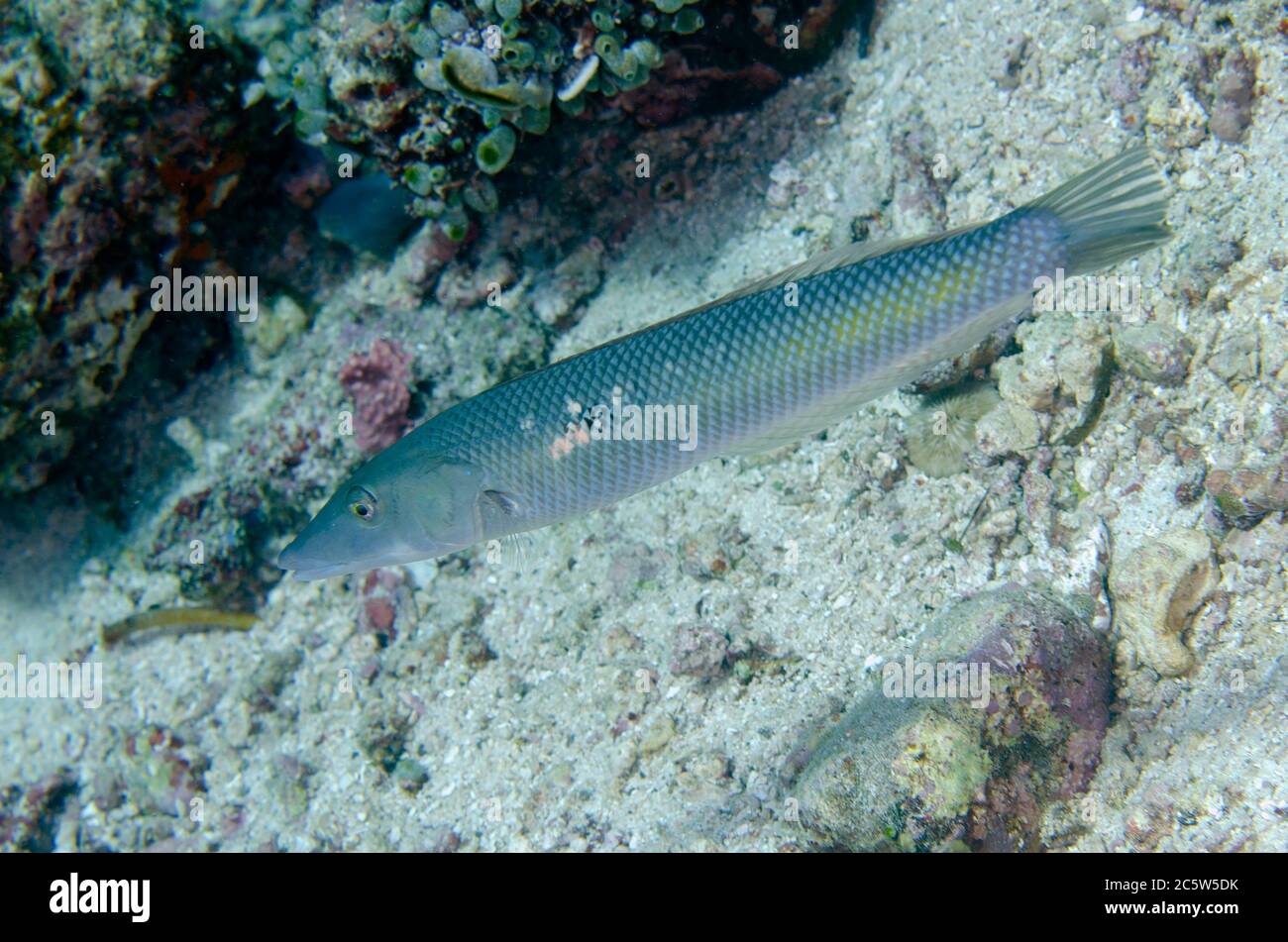 Cigar fish hi-res stock photography and images - Alamy