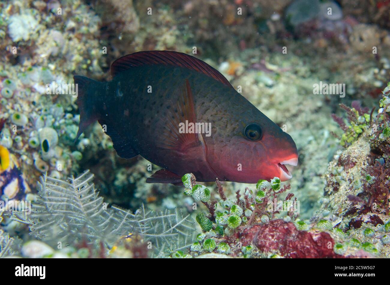Bullethead Parrotfish