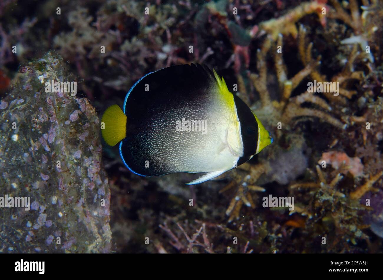 Vermiculated Angelfish, Chaetodontoplus mesoleucus, Yellow Coco dive ...