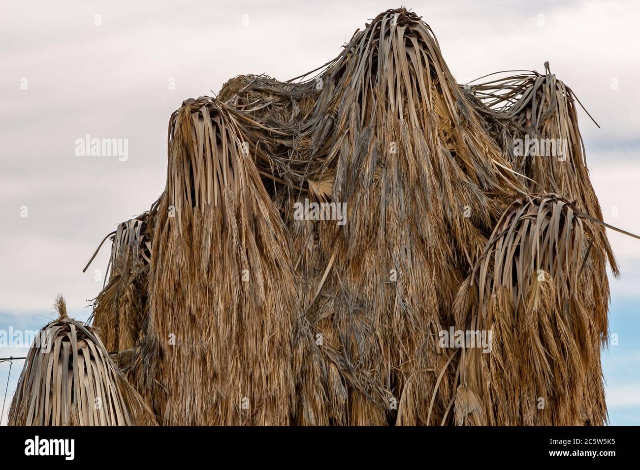 Brown drooping palm trees looking ghost like Stock Photo - Alamy