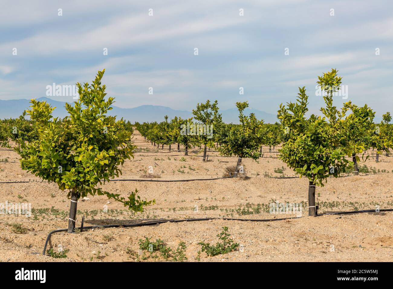California lemon farming hi-res stock photography and images - Alamy