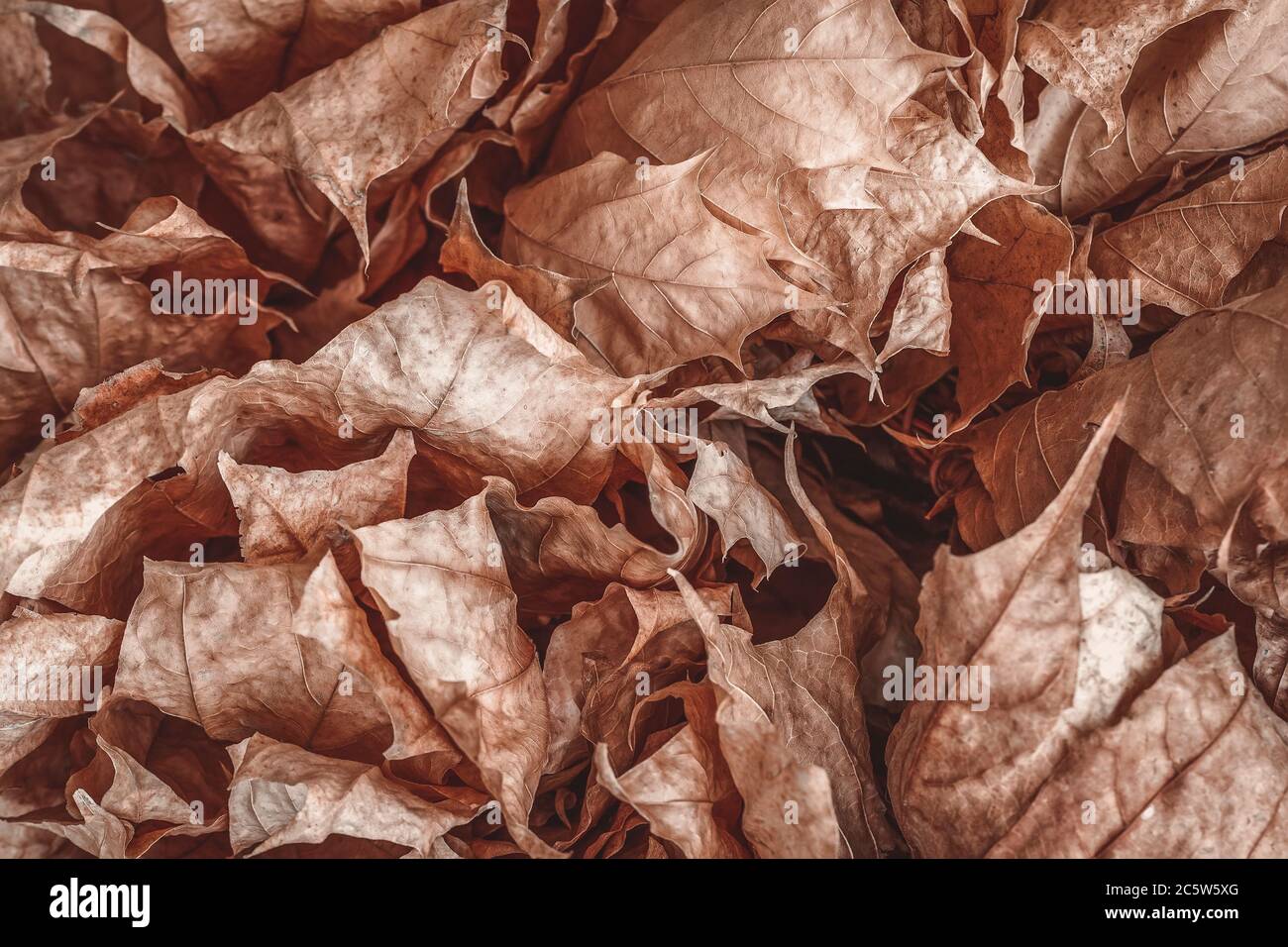 Fall dry crumpled leaves, natural autumn background Stock Photo - Alamy