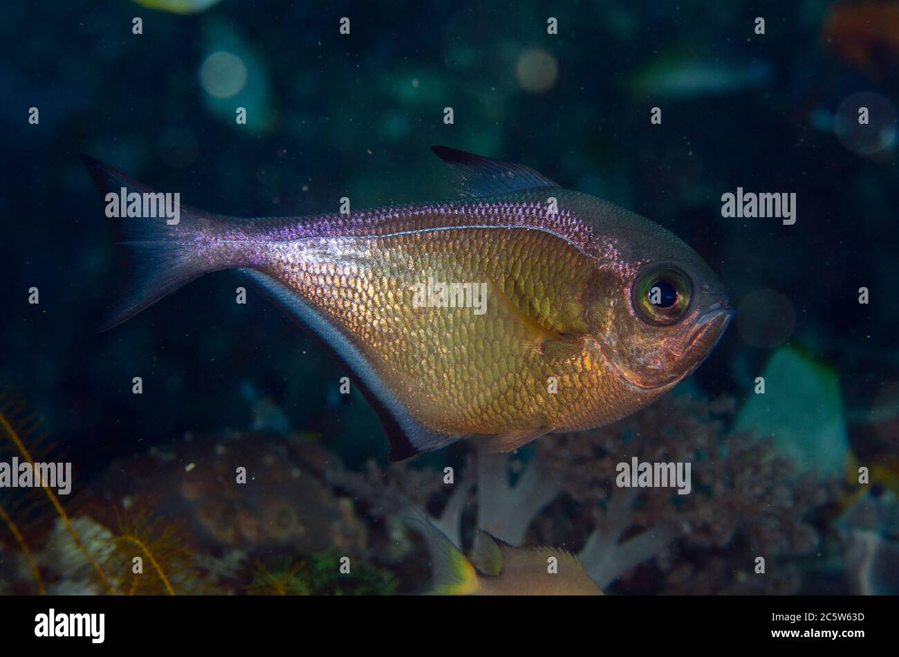 Vanikoro Sweeper, Pempheris vanicolensis, Demak dive site, Bangka ...