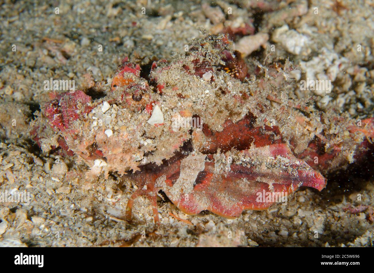 Spiny Devilfish, Inimicus didactylus, on sand, Pantai Kecil dive site ...