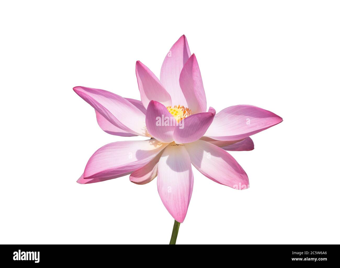 Lotus flower isolated on white background Stock Photo - Alamy