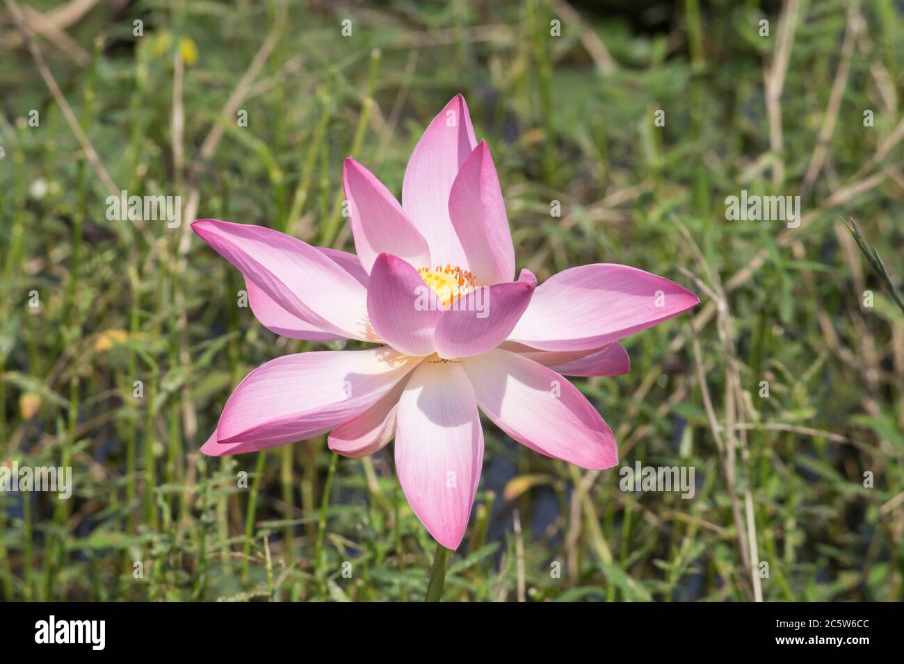 Swamp pink hi-res stock photography and images - Alamy