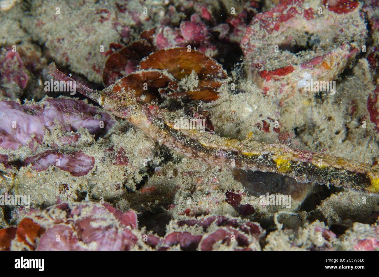 Whiskered Pipefish, Halicampus macrorhynchus, Pantai Kecil dive site ...