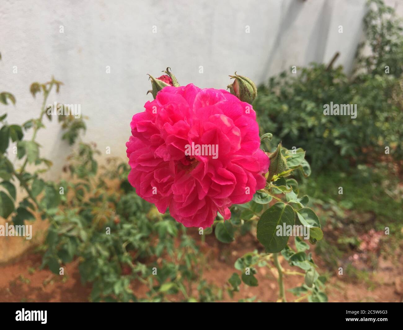 Charming perennial plant hi-res stock photography and images - Alamy