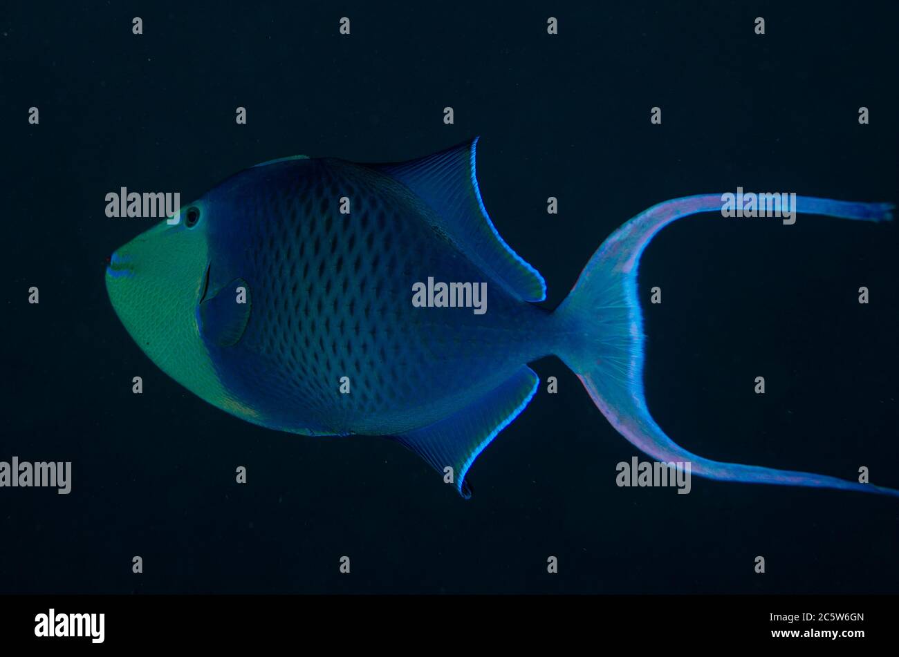 Redtooth Triggerfish, Odonus niger, Murex House Reef dive site, Bangka ...