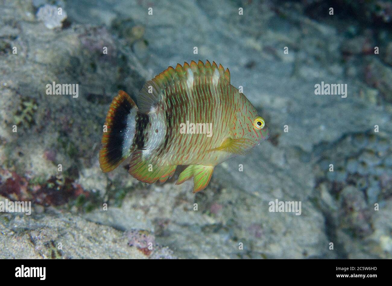 Female Tripletail Wrasse, Cheilinus trilobatus, Murex House Reef dive ...