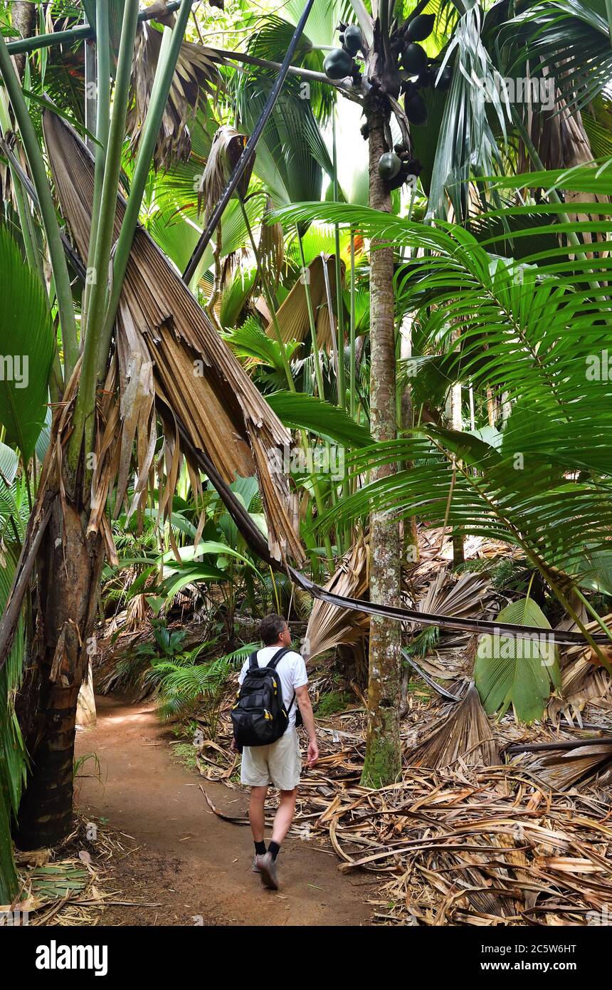A tropical rainforest. Tourist walking on a path in the jungle Valle de ...
